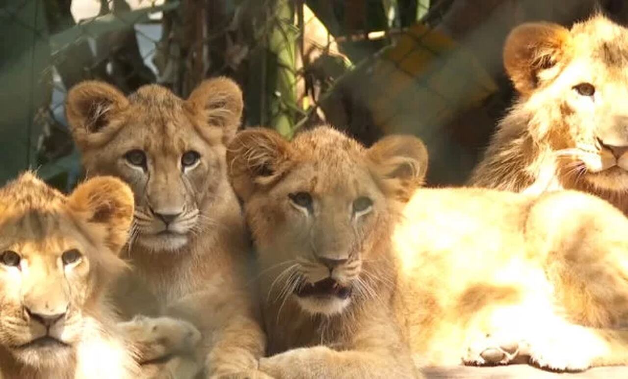 Zoológico de SP ganha 4 novos filhotes de leão a partir desta segunda ...